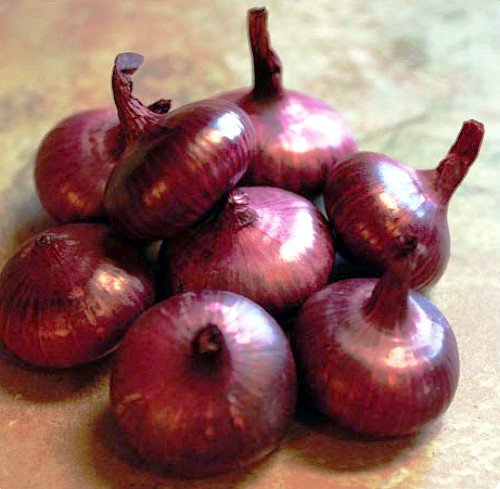 Cipollini Mini Red Marble Onion 250 Seeds -Current Rage