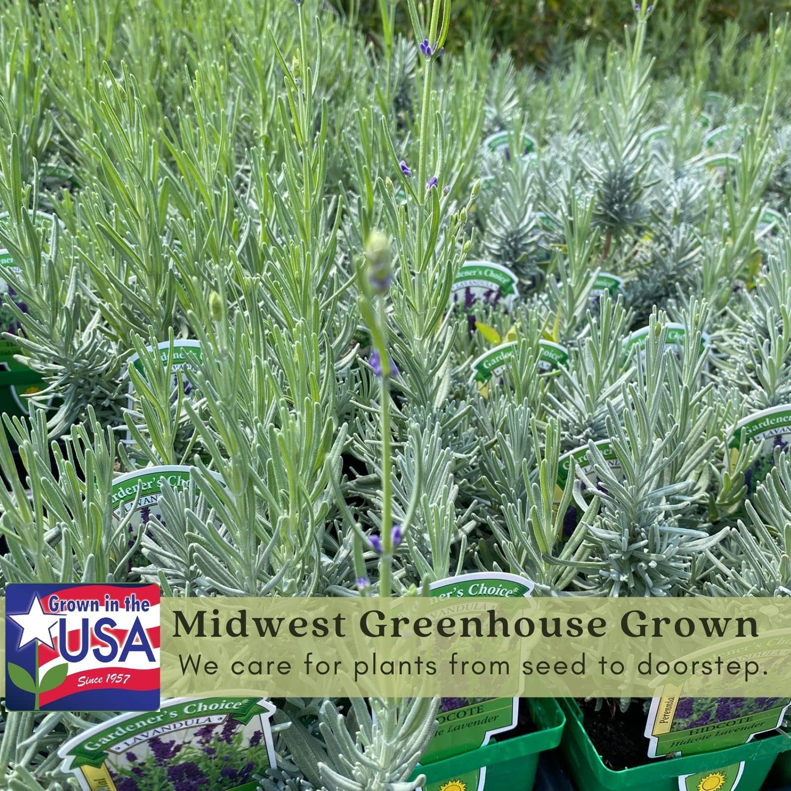 Clovers Garden English Lavender (Lavandula) Hidcote Blue Plants – Two (2) Live Plants – Non-GMO - Not Seeds - Each 4" to 8" Tall – in 4" Inch Pots - Compact Growth