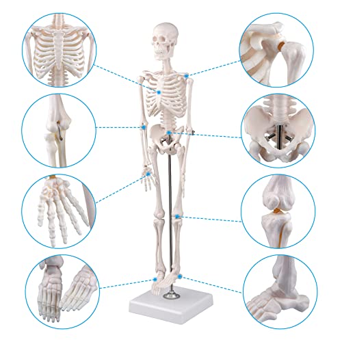 Ultrassist Mini Human Skeleton Model, 17” Portable Skeleton Bone Model with Removable Skull, Arms & Legs, Great Teaching Tool for Physiological Education and Human Skeletal System Study