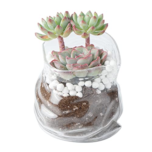 8 Ounce Glass Zipper Bag, 1 Small Glass Bag - Realistic Crinkled Edges, Serve Candy, Popcorn, or Nuts, Clear Glass Bag Bowl, Dishwashable, Flat Base - Restaurantware.