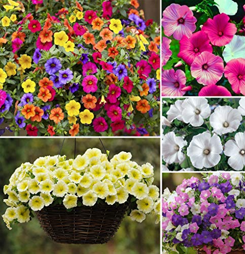 200+ Mixed Petunia Climbing Flower Seeds Plants Annual Flower Bonsai Decorative