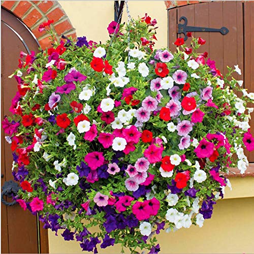 200+ Mixed Petunia Climbing Flower Seeds Plants Annual Flower Bonsai Decorative