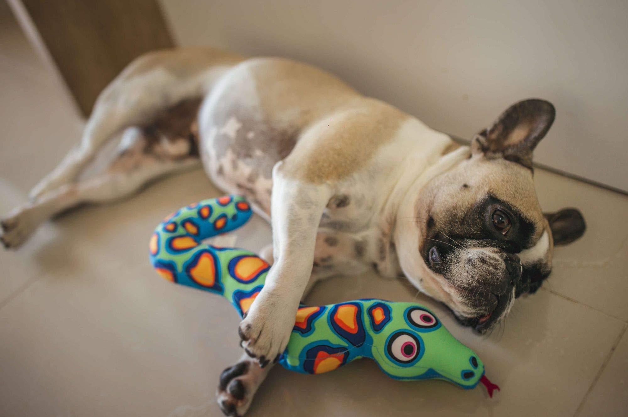 Petmate Fat Cat Incredible Strapping Yankers Dog Toy, Snake (Colors May Vary)
