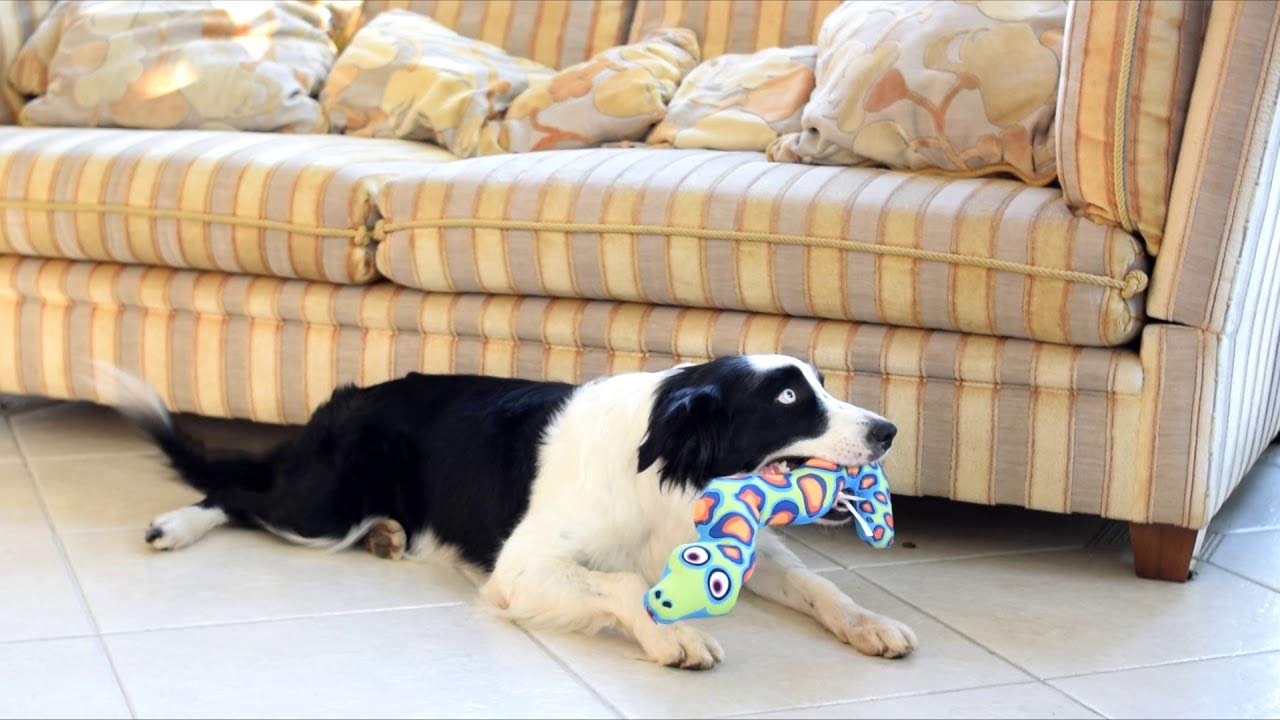 Petmate Fat Cat Incredible Strapping Yankers Dog Toy, Snake (Colors May Vary)