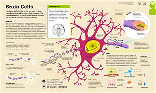 How the Brain Works: The Facts Visually Explained (DK How Stuff Works)