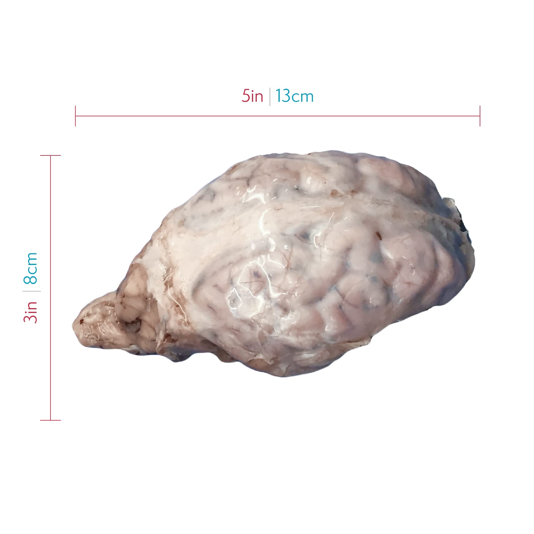 Anatomy Lab Preserved Sheep Brain Specimen for Dissection, without Hypohysis, Vacuum Pack of 10
