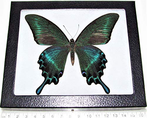 BicBugs Papilio maacki Summer Form Blue Green Butterfly China Framed