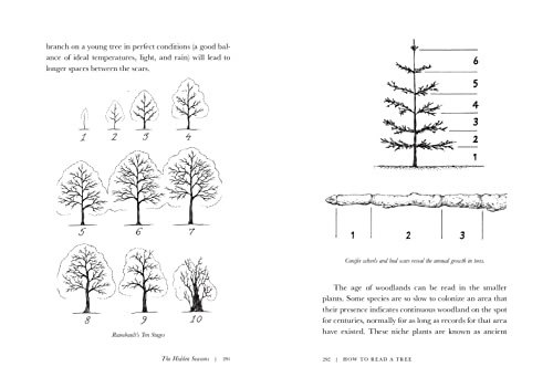 How to Read a Tree: Clues and Patterns from Bark to Leaves (Natural Navigation)