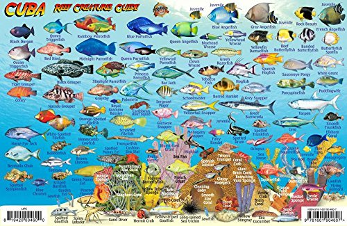 Cuba Dive Map & Coral Reef Creatures Guide Franko Maps Laminated Fish Card