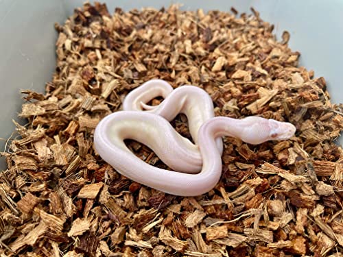 BabiChip Coconut Chip Substrate for Reptiles 12 Quart Loose Small Sized Coco Husk Chip Bedding for Ball Pythons, Other Snakes, Tortoises, Geckos, Frogs, or Lizard Terrarium Tanks