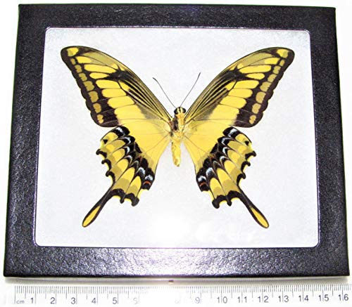 BicBugs Papilio thoas King Verso Yellow Black Butterfly Peru Framed