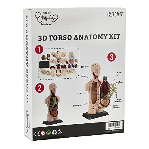 Human Anatomy Model | 32 Piece Human Body Puzzle | Perfect for Anatomy Study | Build Your Own Anatomy Museum | Torso Anatomy Model for Learning | Great Gift for Nurse, Dentist, Medical Students