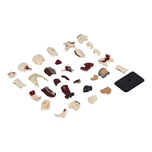 Human Anatomy Model | 32 Piece Human Body Puzzle | Perfect for Anatomy Study | Build Your Own Anatomy Museum | Torso Anatomy Model for Learning | Great Gift for Nurse, Dentist, Medical Students