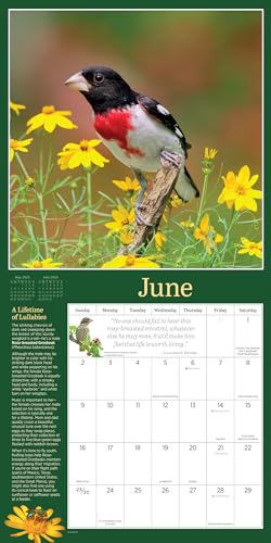 Audubon Birds in the Garden Wall Calendar 2024: Use Native Plants to Attract Birds and Pollinators to Your Backyard