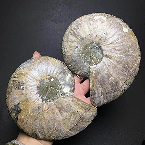 RALDMOV Natural Beautiful Ammonite Fossil Conch Specimen Collectibles Home Decor Gifts Ornament (9-11in)