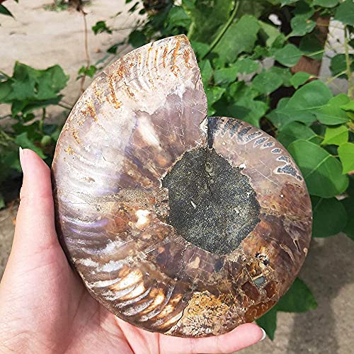 RALDMOV Natural Beautiful Ammonite Fossil Conch Specimen Collectibles Home Decor Gifts Ornament (9-11in)