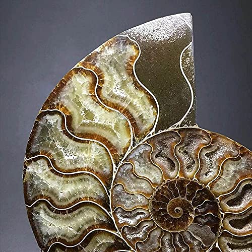 RALDMOV Natural Beautiful Ammonite Fossil Conch Specimen Collectibles Home Decor Gifts Ornament (9-11in)