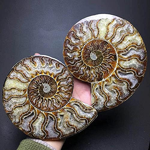 RALDMOV Natural Beautiful Ammonite Fossil Conch Specimen Collectibles Home Decor Gifts Ornament (9-11in)