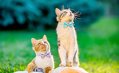 IDOLPET 4PCS Cat Collar Small Floral Cat Collar Safety Quick Release with Bell Cat Collar Adjustable Cat Collar with Bowtie for Cat Pup Kitty