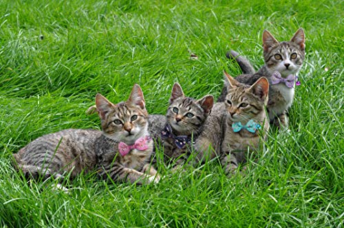 IDOLPET 4PCS Cat Collar Small Floral Cat Collar Safety Quick Release with Bell Cat Collar Adjustable Cat Collar with Bowtie for Cat Pup Kitty