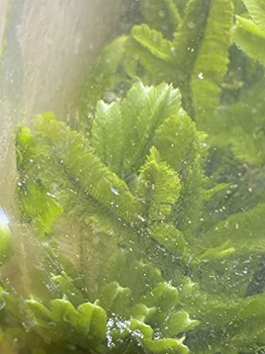 Live Saltwater Plant 5-7 inches Caulerpa Palm Tree Macroalgae Live Marine Plant Coral Reef Refugium Sump Display