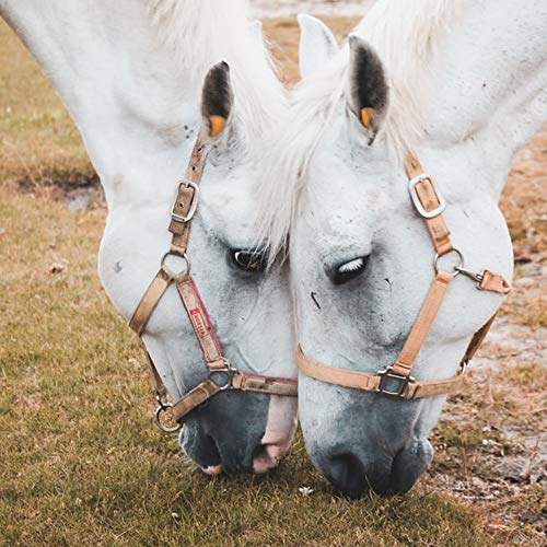 Y.J TAILS Horse Ear Plugs, Equine earplugs, Foam Ball, Block Noise, Soft and Comfortable, Reusable (Orange - 2pcs)