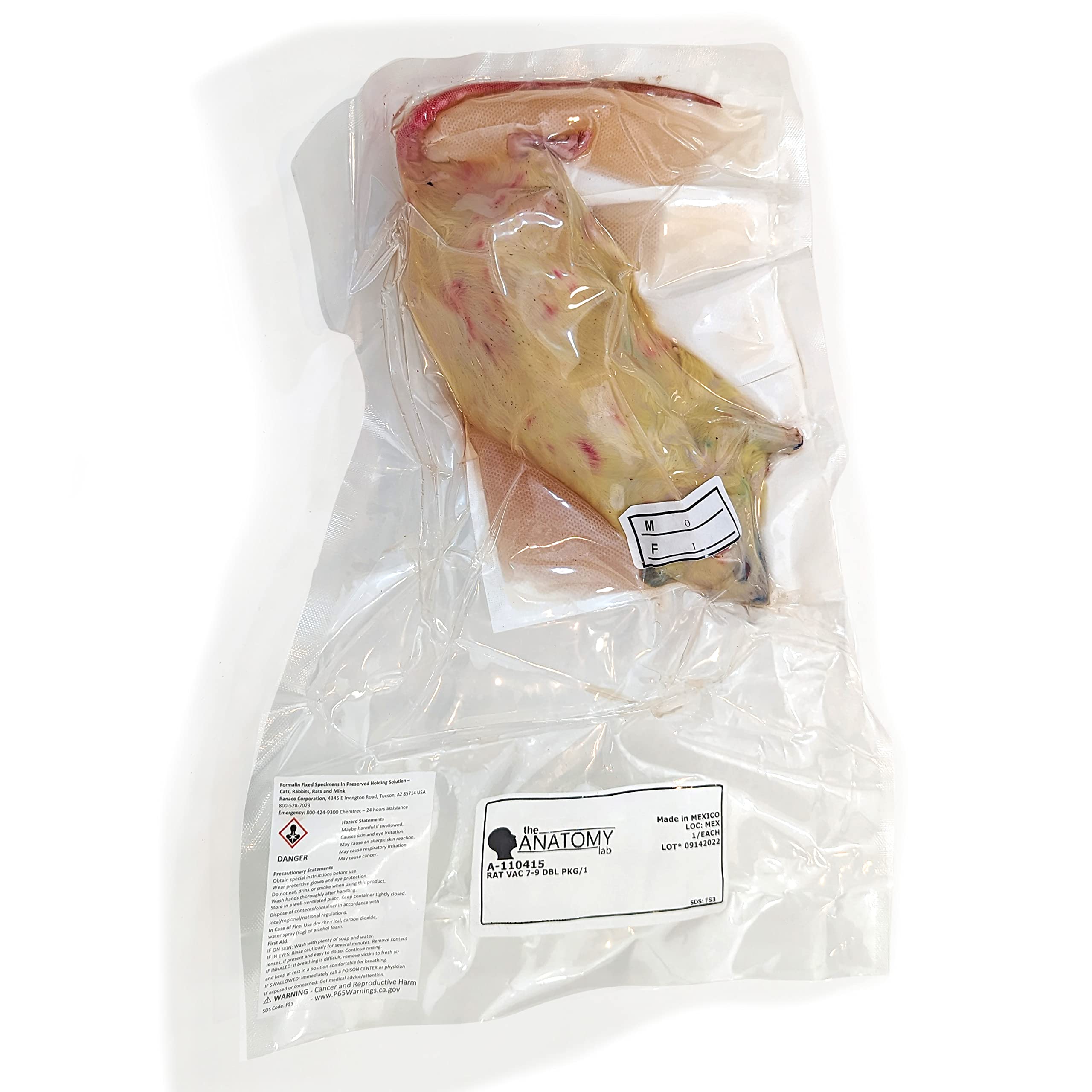 Anatomy Lab Rat Specimen for Dissection, for Biology Classrooms, 7-9 inches Double Injection, Vacuum Pack of 1