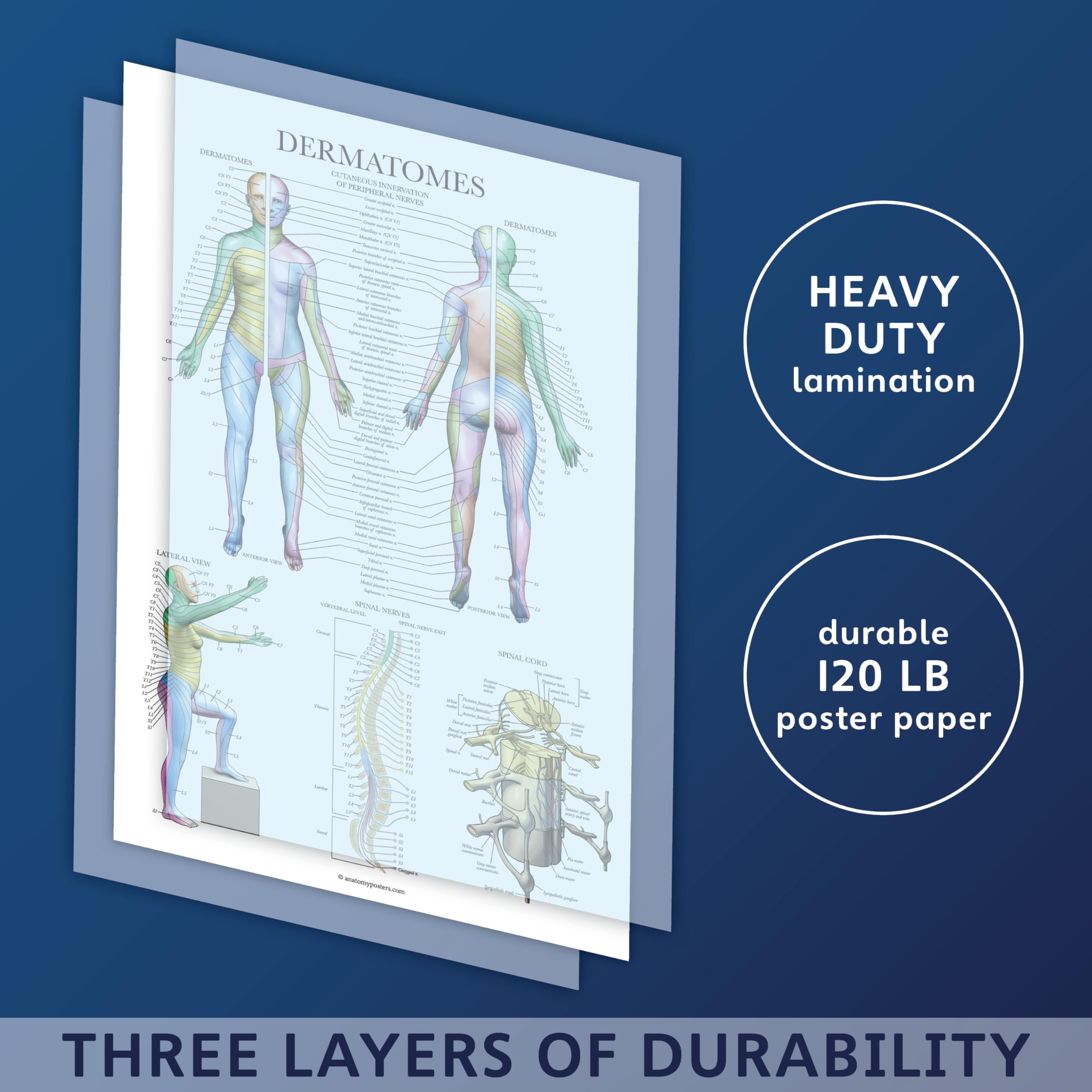 Palace Learning 4 Pack - Anatomical Poster Set - Laminated - Muscular, Skeletal, Dermatomes, Heart Anatomy - Anatomy Chart Set (LAMINATED, 18” x 24”)