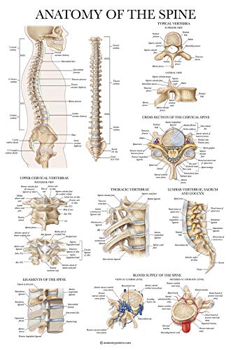 Palace Learning 4 Pack - Anatomical Poster Set - Laminated - Muscular, Skeletal, Anatomy of the Spine, Brain - Anatomy Chart Set (LAMINATED, 18” x 24”)