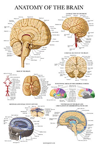 Palace Learning 4 Pack - Anatomical Poster Set - Laminated - Muscular, Skeletal, Anatomy of the Spine, Brain - Anatomy Chart Set (LAMINATED, 18” x 24”)
