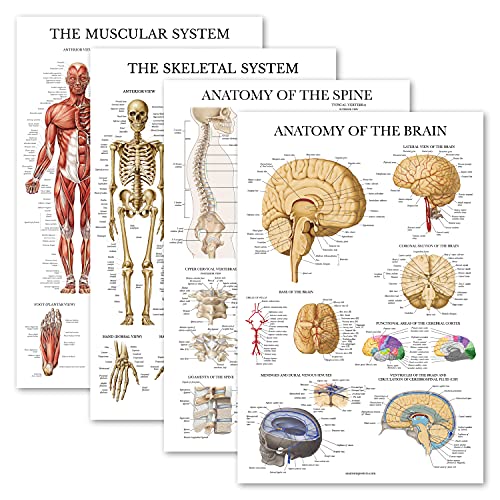 Palace Learning 4 Pack - Anatomical Poster Set - Laminated - Muscular, Skeletal, Anatomy of the Spine, Brain - Anatomy Chart Set (LAMINATED, 18” x 24”)