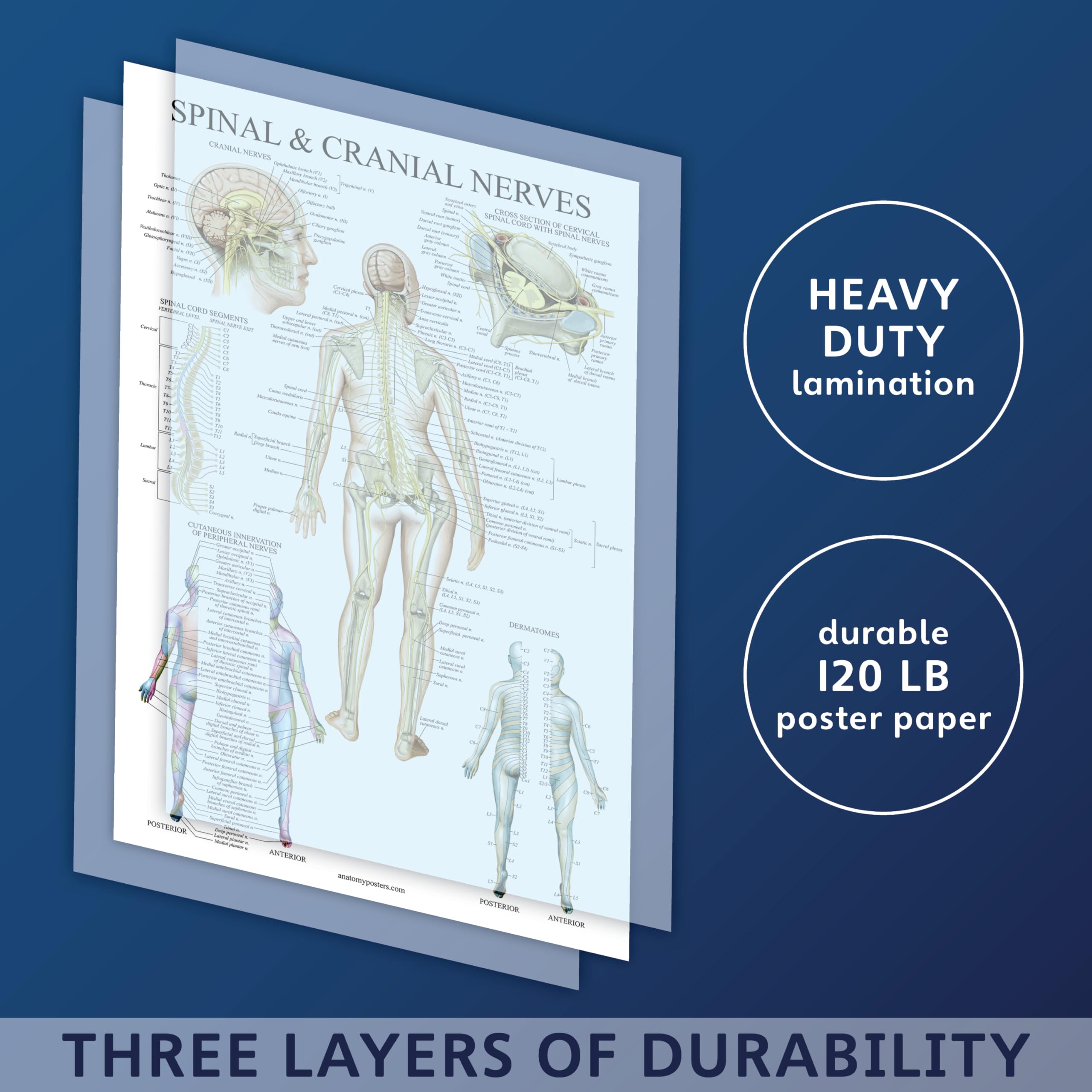 Palace Learning 4 Pack - Anatomical Poster Set - Laminated - Muscular, Skeletal, Spinal Nerves, Shoulder Anatomy - Anatomy Chart Set (LAMINATED, 18β x 24β)