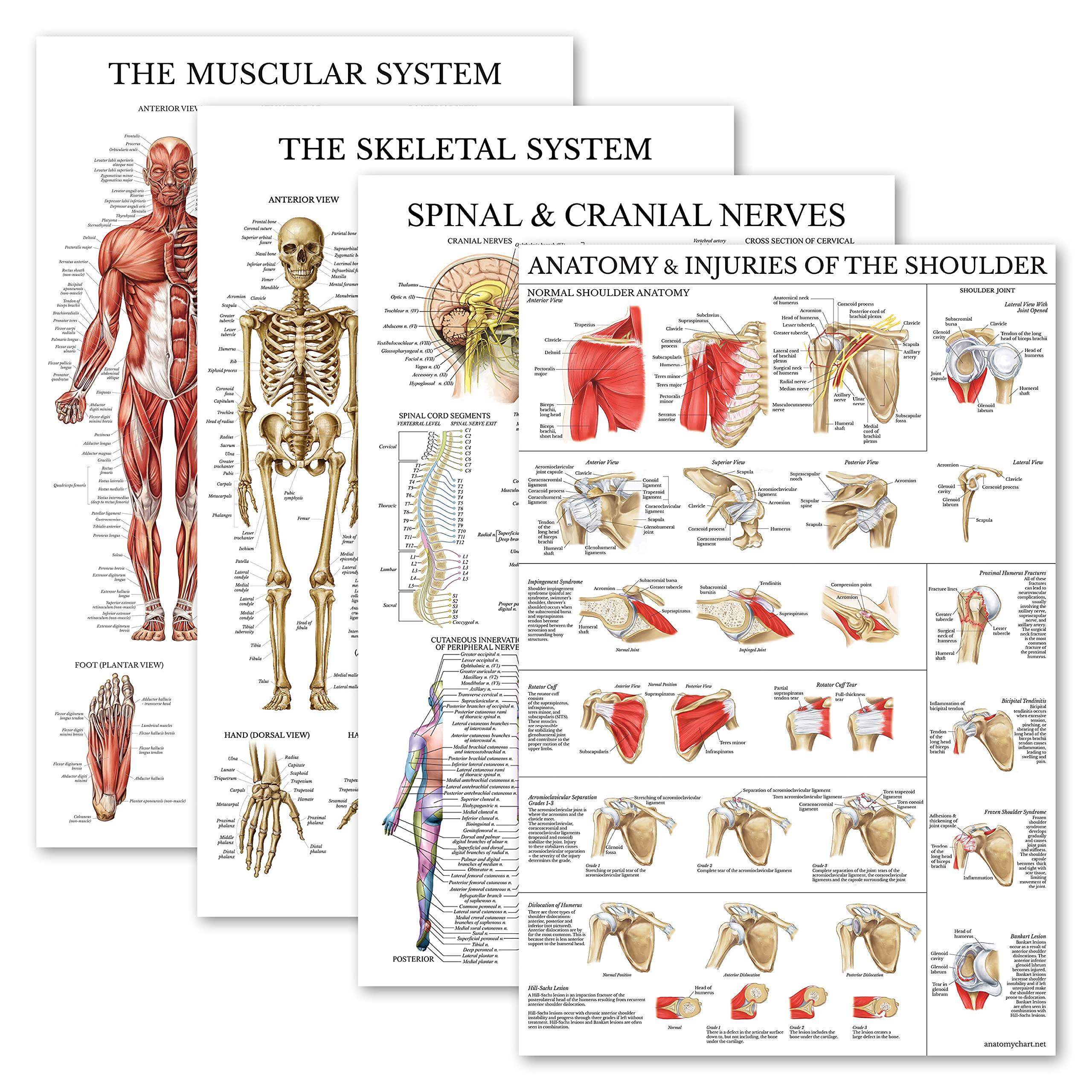 Palace Learning 4 Pack - Anatomical Poster Set - Laminated - Muscular, Skeletal, Spinal Nerves, Shoulder Anatomy - Anatomy Chart Set (LAMINATED, 18” x 24”)