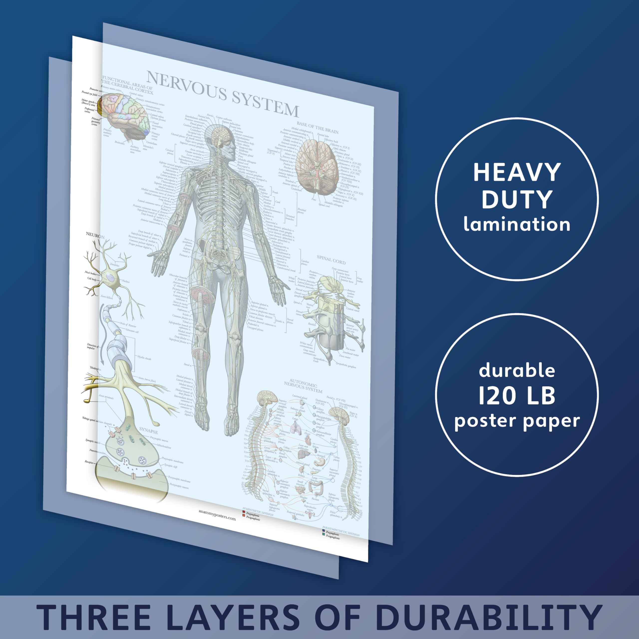 Palace Learning 4 Pack - Anatomical Poster Set - Laminated - Muscular, Skeletal, Nervous System, Dermatomes - Anatomy Chart Set (LAMINATED, 18β x 24β)