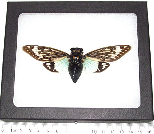 BicBugs Tosena splendida Blue Green cicada Thailand Framed Real