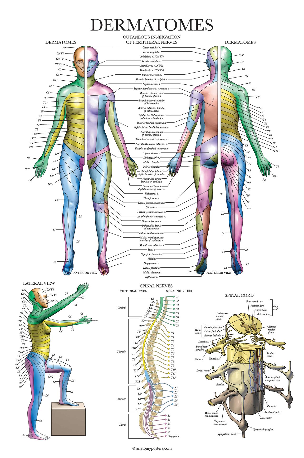 Palace Learning 4 Pack - Anatomical Poster Set - Laminated - Muscular, Skeletal, Dermatomes, Disorders of the Spine - Anatomy Chart Set (LAMINATED, 18” x 24”)