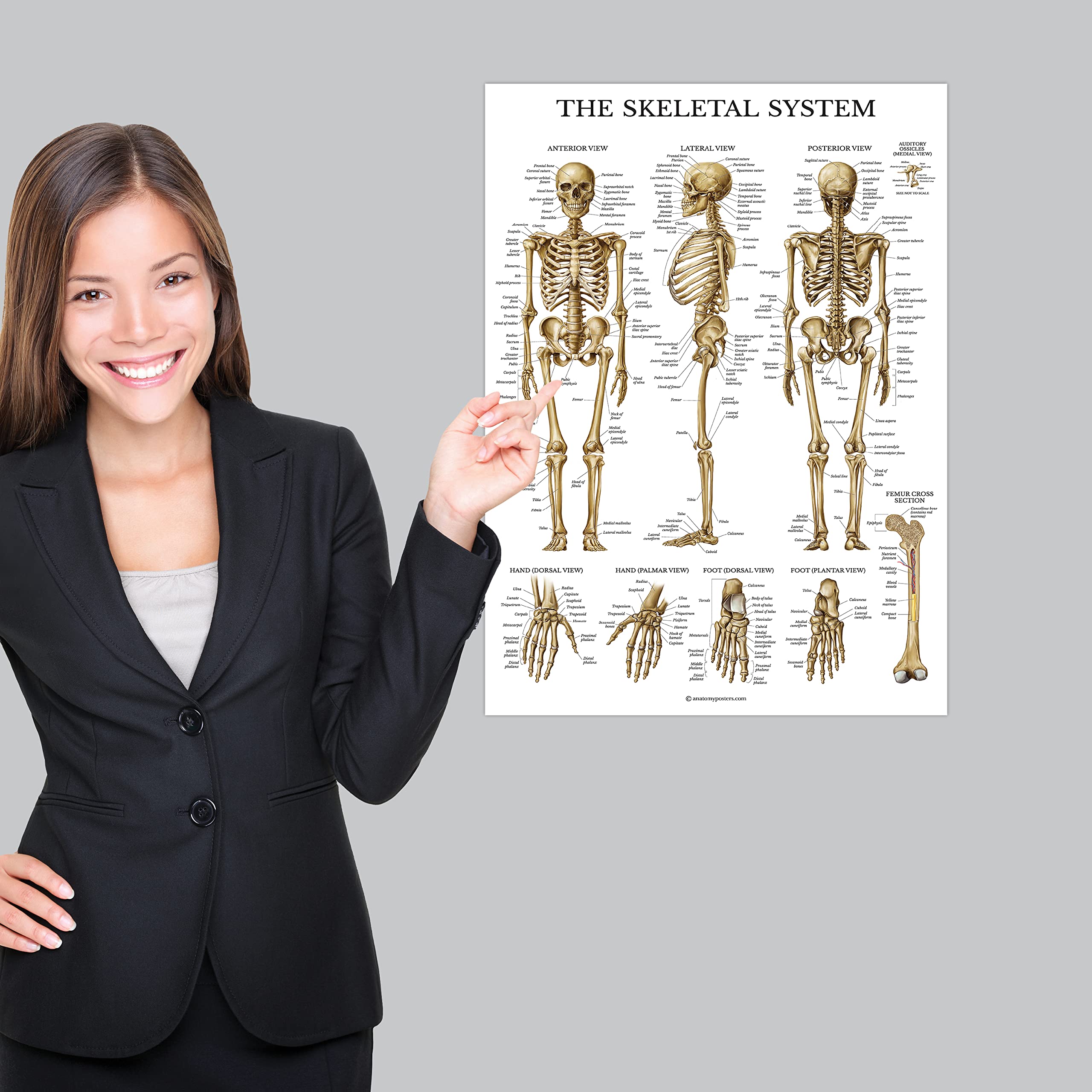 Palace Learning 4 Pack - Anatomical Poster Set - Laminated - Muscular, Skeletal, Dermatomes, Disorders of the Spine - Anatomy Chart Set (LAMINATED, 18” x 24”)