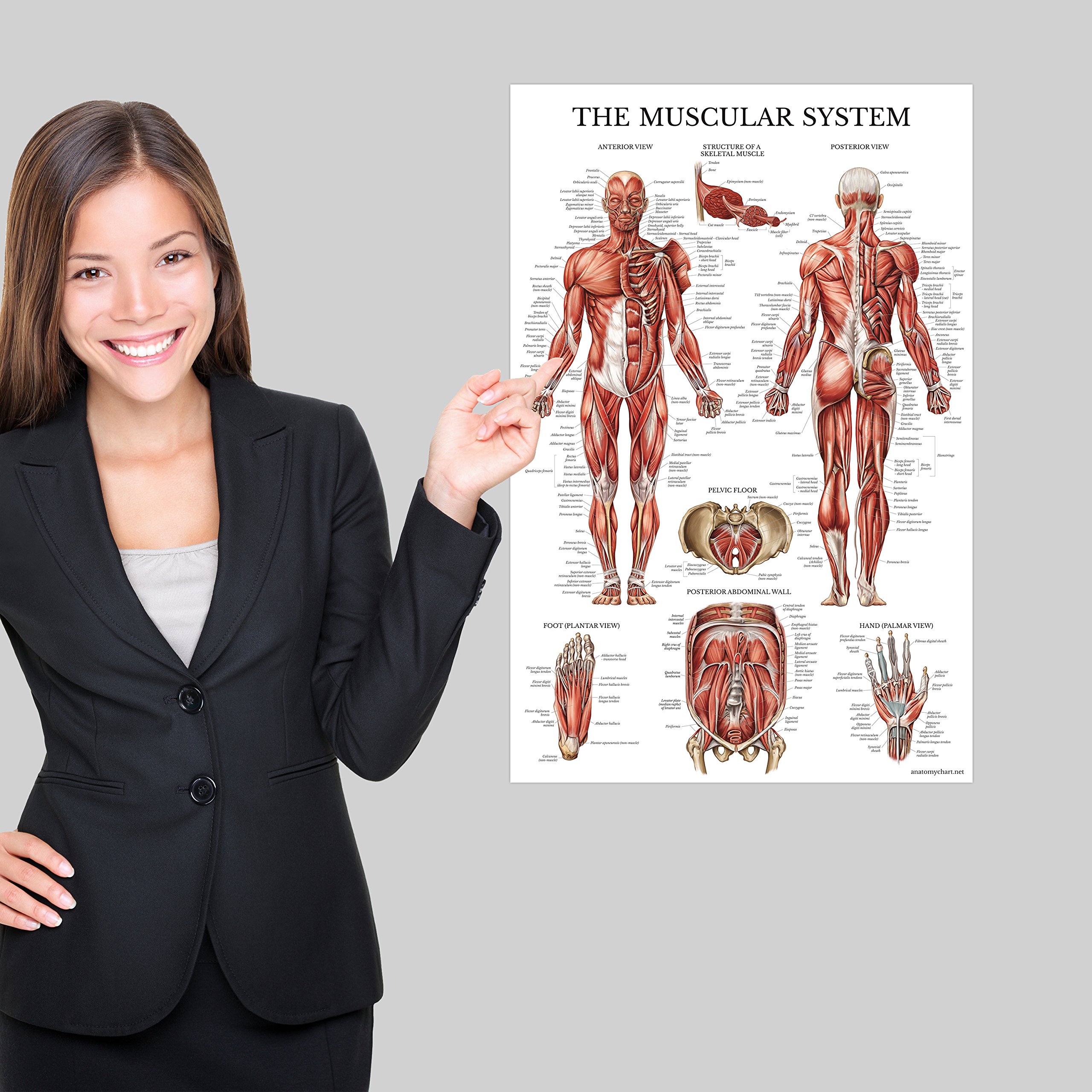 Palace Learning 4 Pack - Anatomical Poster Set - Laminated - Muscular, Skeletal, Dermatomes, Disorders of the Spine - Anatomy Chart Set (LAMINATED, 18” x 24”)