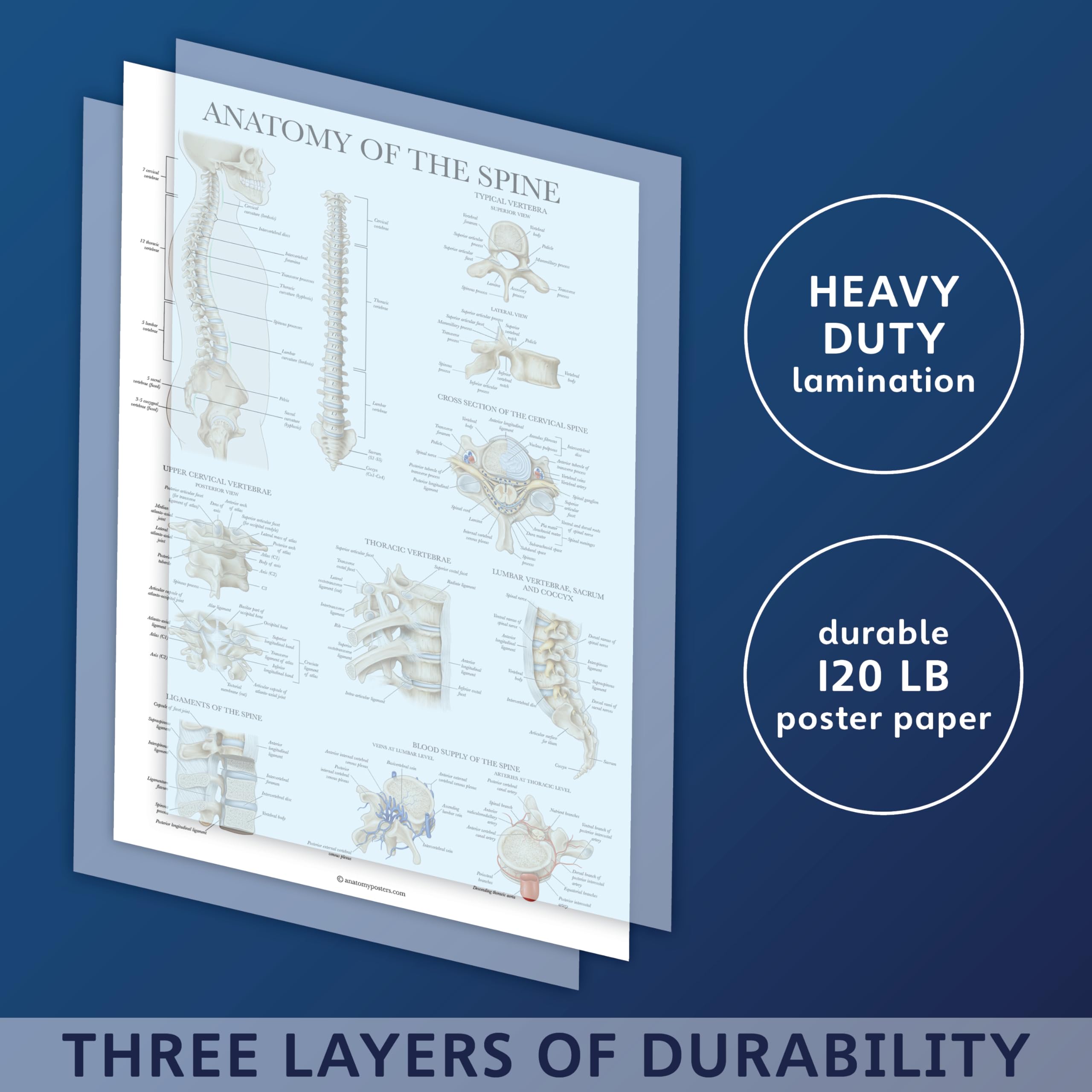 Palace Learning 4 Pack - Anatomical Poster Set - Laminated - Muscular, Skeletal, Anatomy of the Spine, Endocrine System - Anatomy Chart Set (LAMINATED, 18” x 24”)