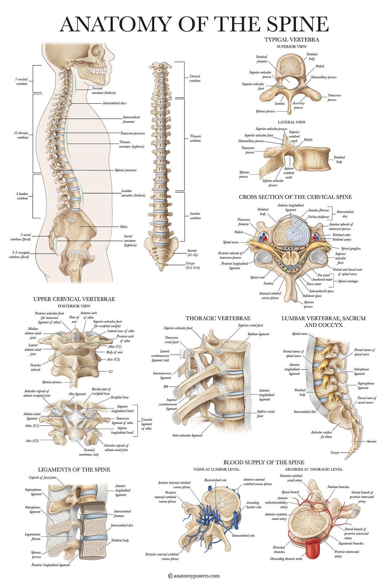 Palace Learning 4 Pack - Anatomical Poster Set - Laminated - Muscular, Skeletal, Anatomy of the Spine, Endocrine System - Anatomy Chart Set (LAMINATED, 18” x 24”)