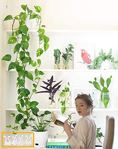 MDSOYOL Plant Climbing Wall Fixture Clips, (100pcs) Plant Fixer Self-Adhesive Hooks for Invisible Wall Vines Plant Fixation Plant Vine Traction Garden Vegetable Plant Binding (B-100 Pcs)