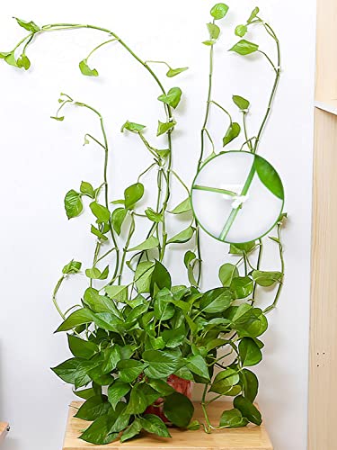 MDSOYOL Plant Climbing Wall Fixture Clips, (100pcs) Plant Fixer Self-Adhesive Hooks for Invisible Wall Vines Plant Fixation Plant Vine Traction Garden Vegetable Plant Binding (B-100 Pcs)