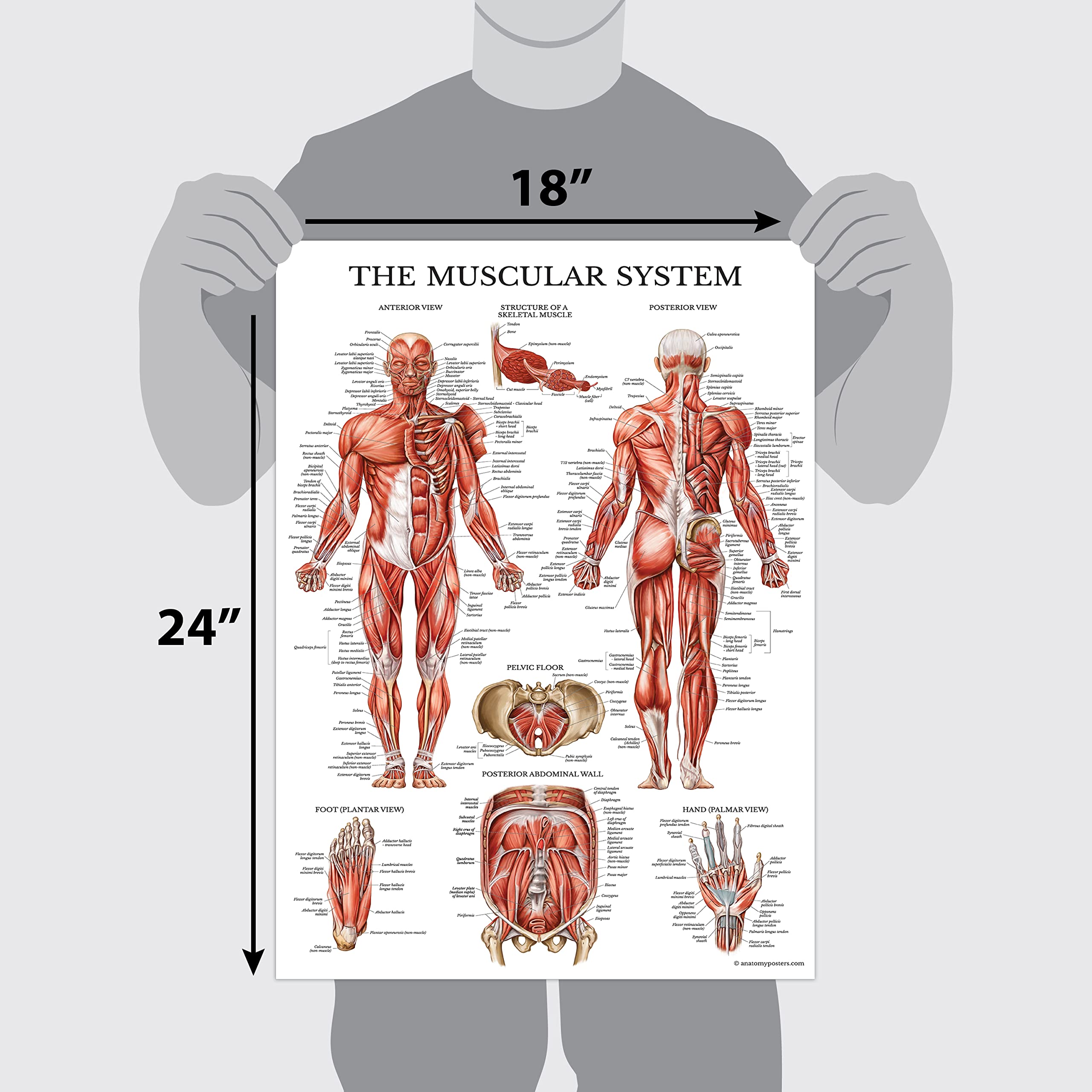 Palace Learning 4 Pack - Anatomical Poster Set - Laminated - Muscular, Skeletal, Nervous System, Brain - Anatomy Chart Set (LAMINATED, 18” x 24”)
