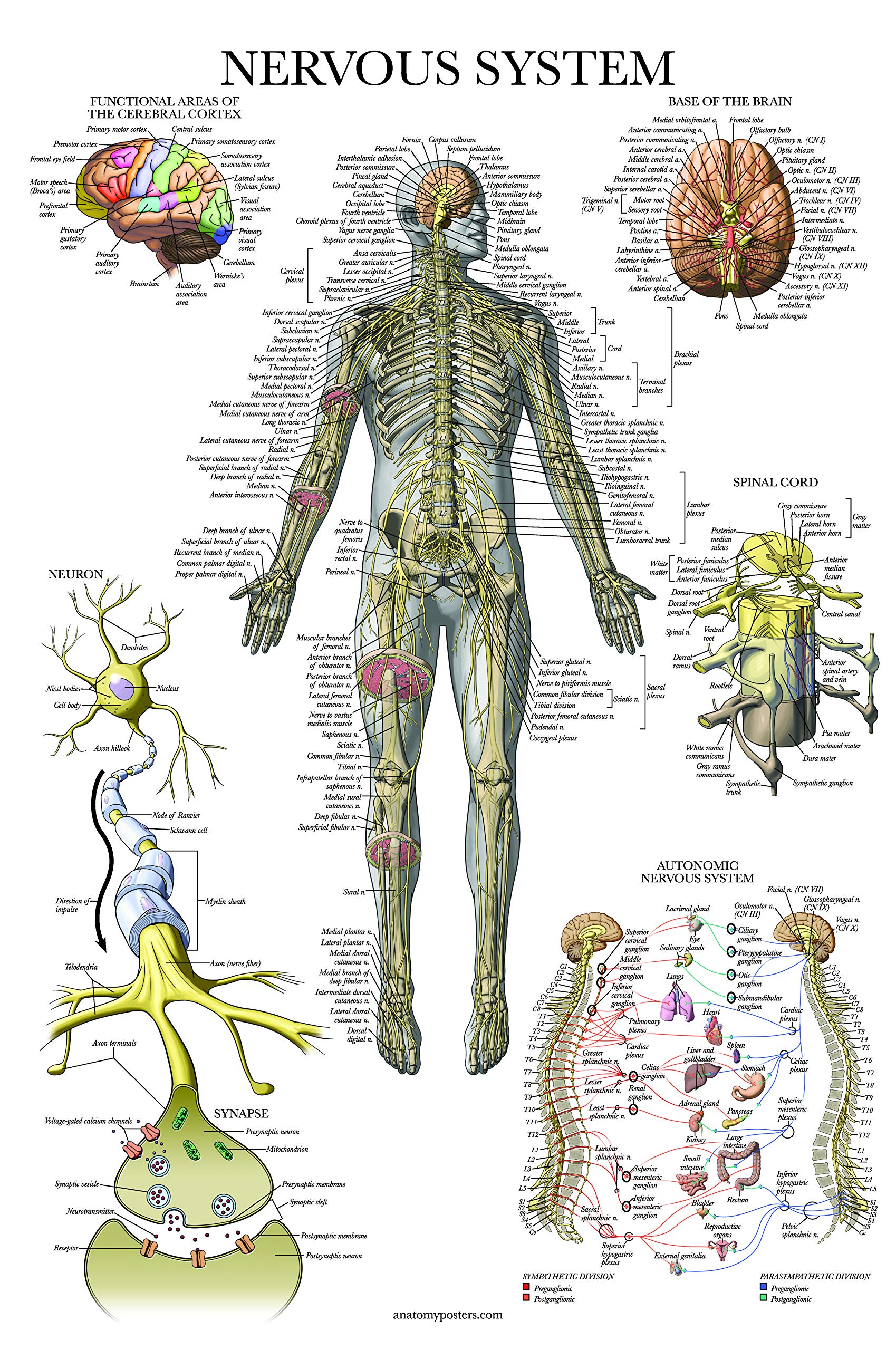 Palace Learning 4 Pack - Anatomical Poster Set - Laminated - Muscular, Skeletal, Nervous System, Brain - Anatomy Chart Set (LAMINATED, 18” x 24”)