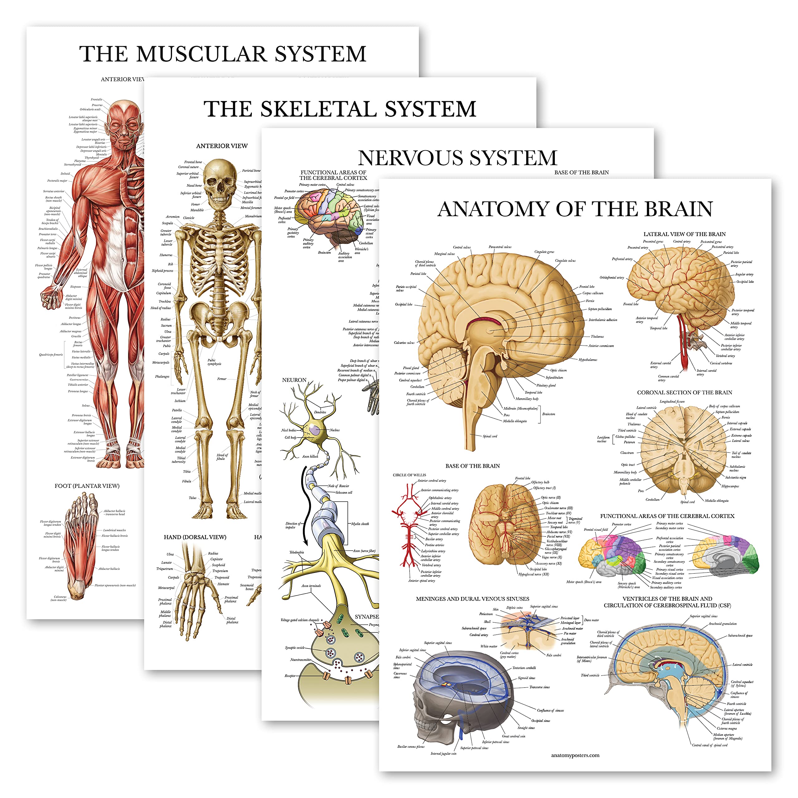 Palace Learning 4 Pack - Anatomical Poster Set - Laminated - Muscular, Skeletal, Nervous System, Brain - Anatomy Chart Set (LAMINATED, 18” x 24”)