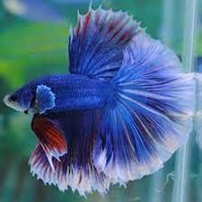 SevenSeaSupply - Male Halfmoon Betta - Assorted Color - Live Aquarium Tropical Fish…