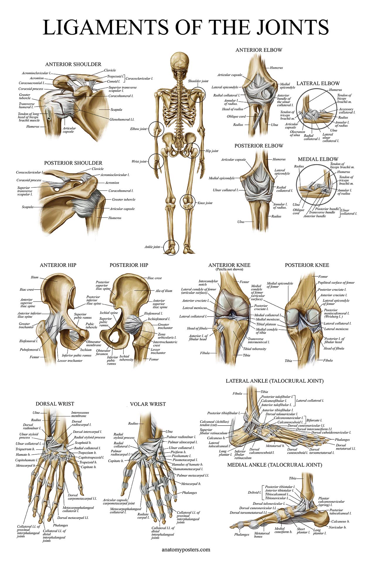 Palace Learning 4 Pack - Anatomical Poster Set - Laminated - Muscular, Skeletal, Ligaments of the Joints, Anatomy of the Spine - Anatomy Chart Set (LAMINATED, 18β x 24β)
