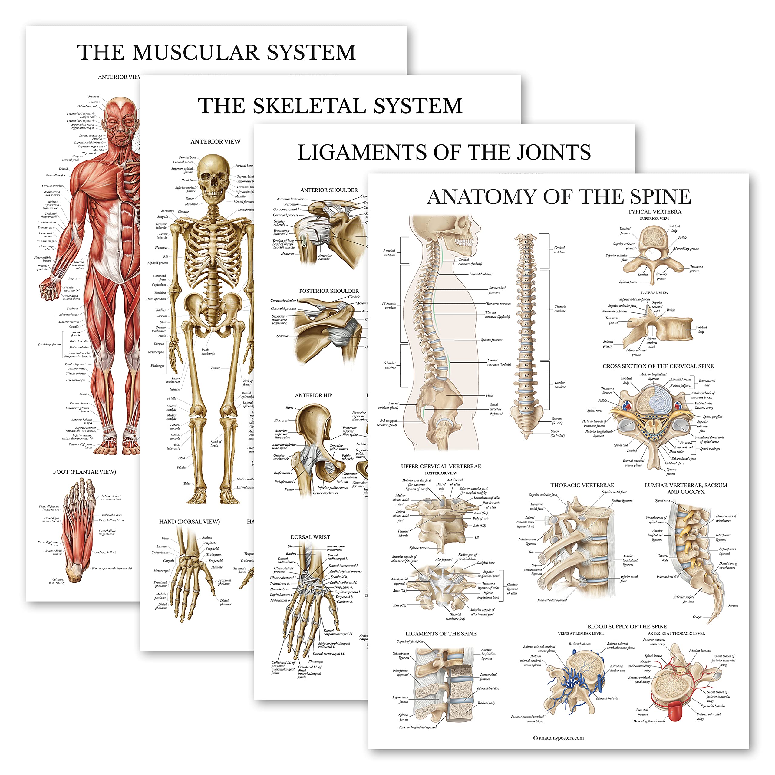 Palace Learning 4 Pack - Anatomical Poster Set - Laminated - Muscular, Skeletal, Ligaments of the Joints, Anatomy of the Spine - Anatomy Chart Set (LAMINATED, 18” x 24”)