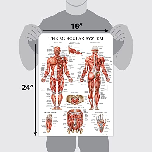 Palace Learning 4 Pack - Anatomical Poster Set - Laminated - Muscular, Skeletal, Ligaments of the Joints, Brain - Anatomy Chart Set (LAMINATED, 18” x 24”)