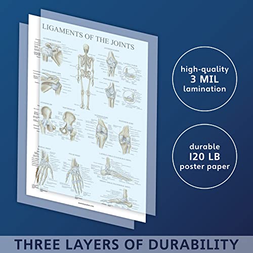 Palace Learning 4 Pack - Anatomical Poster Set - Laminated - Muscular, Skeletal, Ligaments of the Joints, Brain - Anatomy Chart Set (LAMINATED, 18” x 24”)